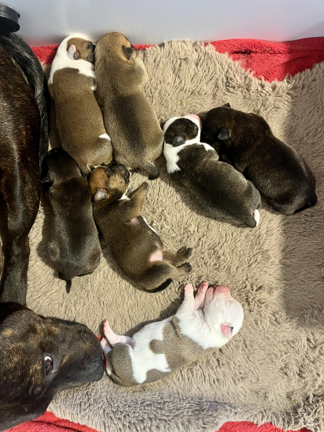 Chiots - Elevage Patasnegras - eleveur de chiens Staffordshire Bull Terrier